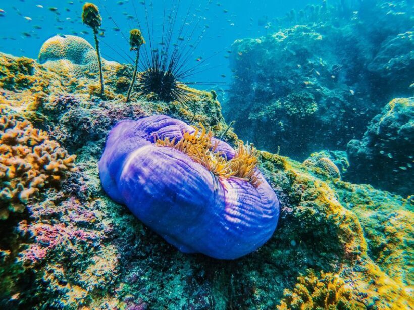 Koh Samui: Koh Tao and Nangyuan Snorkeling Tour with Lunch - Lunch and Optional Kayaking