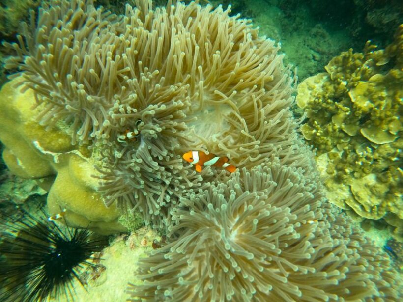 Koh Samui: Koh Tao & Nang Yuan Day Tour with Snorkel, Lunch - FAQ
