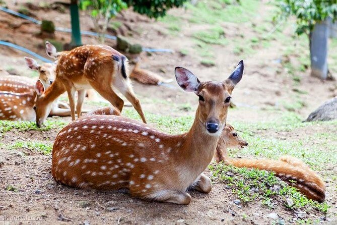 Koh Samui Paradise Park Farm Admission Ticket with Return Transfer - A Detailed Look at the Paradise Park Farm Tour