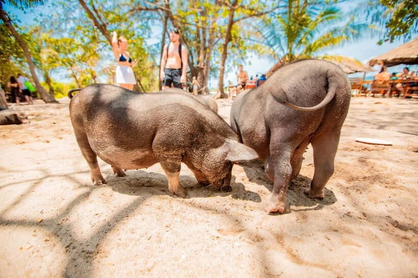 Koh Samui: Pig Island Day Tour by Speedboat - Final Thoughts: Is It Worth It?