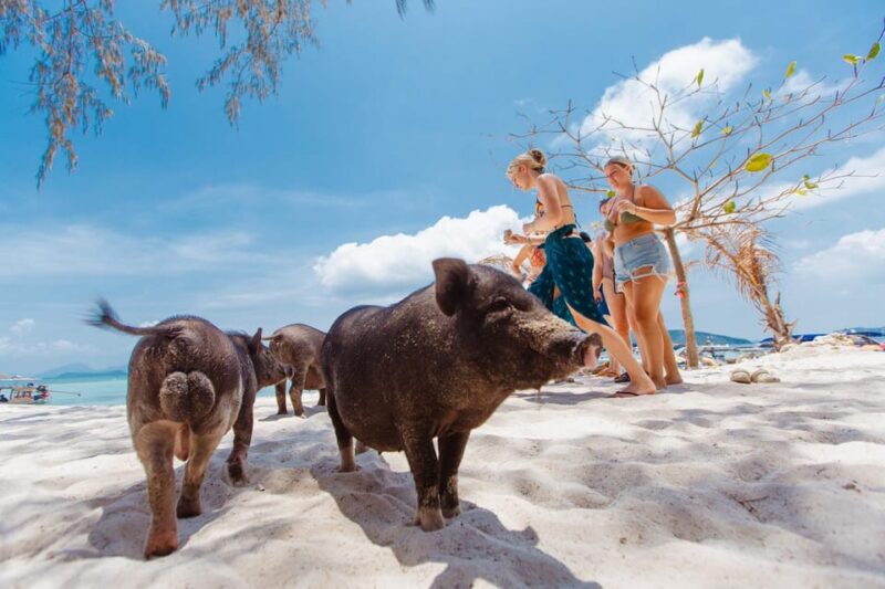 Koh Samui: Pig Island Private Longtail Boat Tour - Why This Tour Works for Travelers