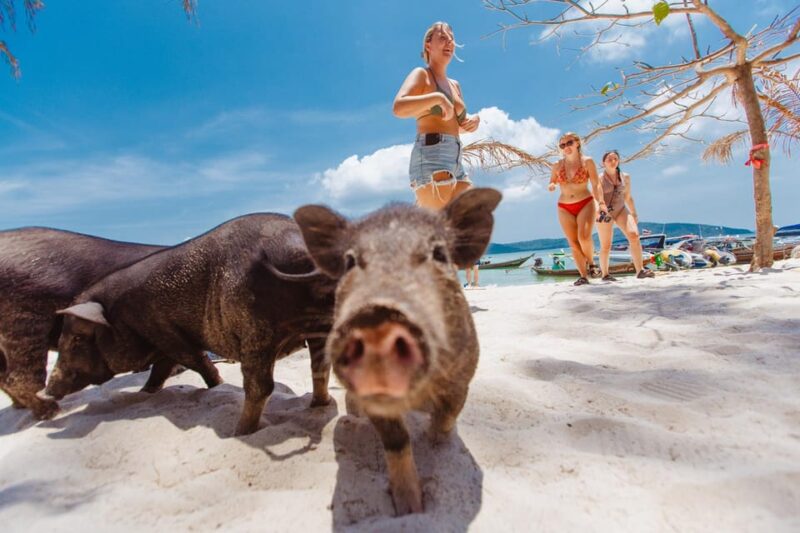 Koh Samui: Pig Island Private Longtail Boat Tour - Final Thoughts: Who Should Consider This Tour?