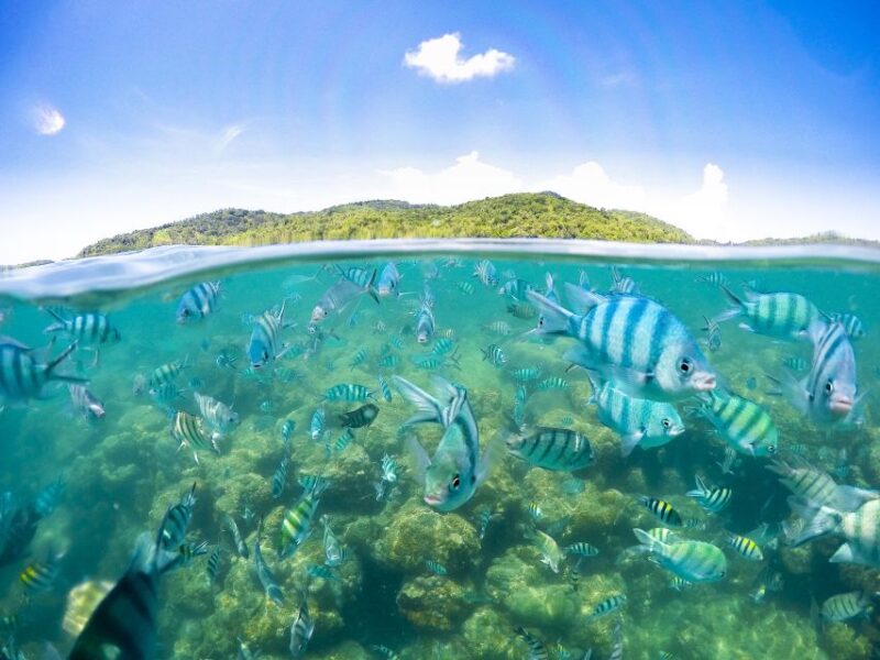 Koh Samui: Pig Island Tour by Speedboat with Snorkeling - Key Points