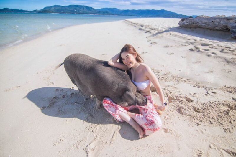 Koh Samui: Pig Island Tour by Speedboat with Snorkeling - Summary: Who Is This Tour Best For?
