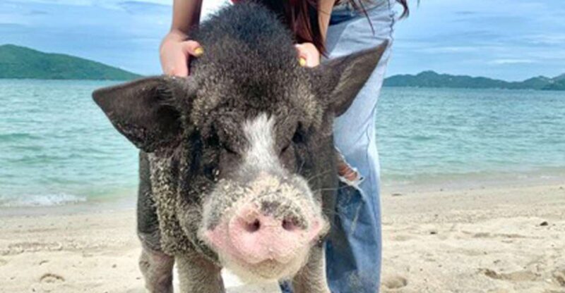 Koh Samui: Pig Island Tour by Speedboat with Snorkeling - FAQ