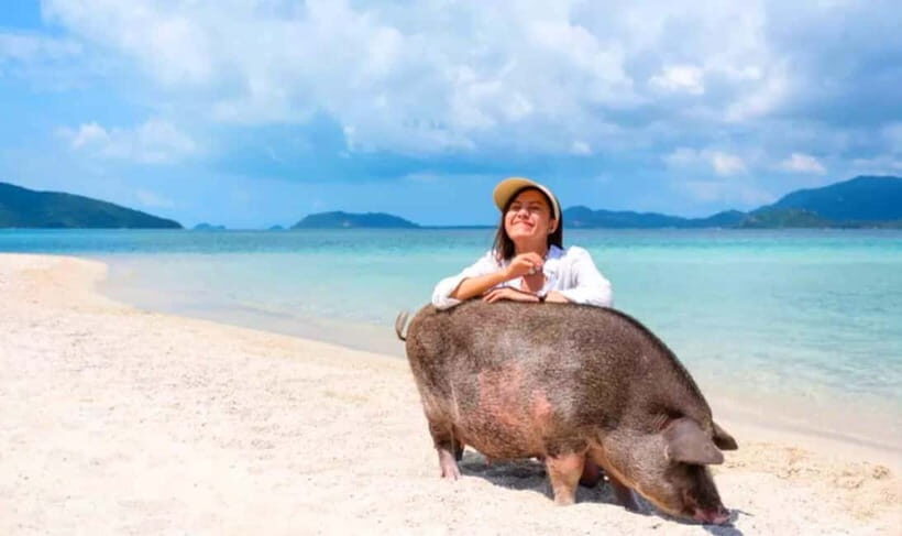 Koh Samui: Pink Dolphin, Pig Island, and Snorkeling Day Trip - An In-Depth Look at the Experience