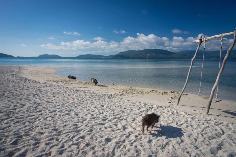 Koh Samui Pink Dolphin Sightseeing and Snorkelling Tour - A Practical Breakdown: What You Can Expect from the Tour
