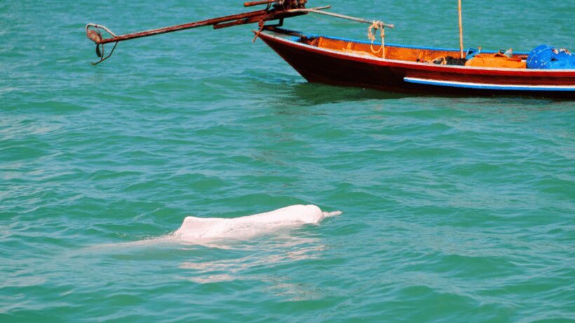 Koh Samui Pink Dolphin Sightseeing and Snorkelling Tour - Final Thoughts: Is It Worth It?