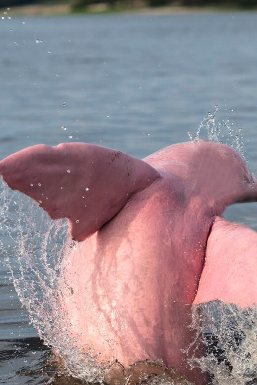 Koh Samui Pink Dolphin Sightseeing and Snorkelling Tour - FAQ: Your Questions Answered