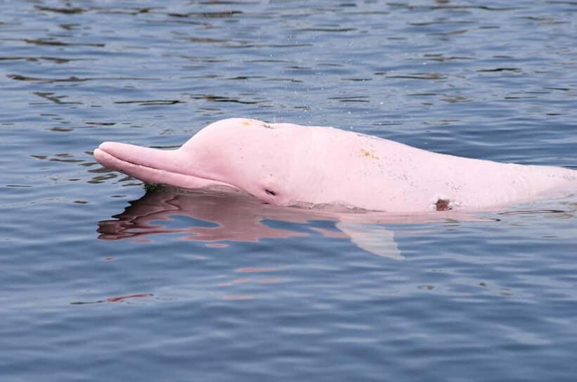 Koh Samui: Pink Dolphin Spotting & Pig Island Speedboat Tour - The Itinerary: What You Can Expect