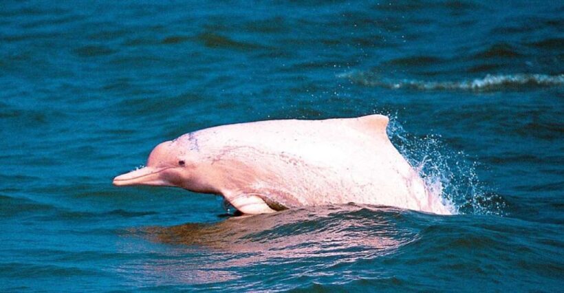 Koh Samui: Pink Dolphin Spotting & Pig Island Speedboat Tour - Who Should Consider This Tour?