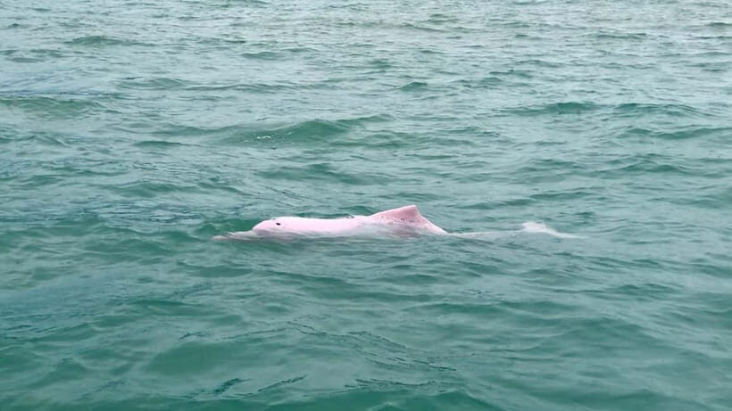 Koh Samui: Pink Dolphin Spotting & Pig Island Speedboat Tour - The Sum Up