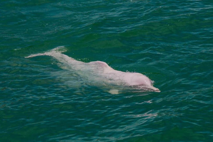 Koh Samui: Pink Dolphin Spotting & Pig Island Speedboat Tour - FAQ