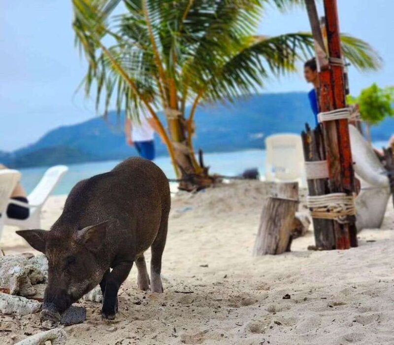 Koh Samui: Private Longtail Boat to Pig Island with Snorkel - FAQs