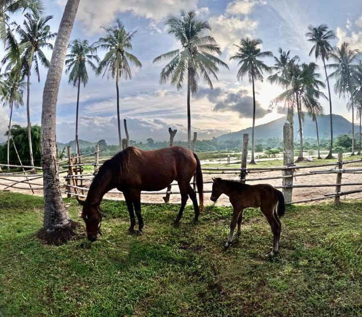 Koh Samui: Sunset Trail Horse Riding on The Beach - The Sum Up