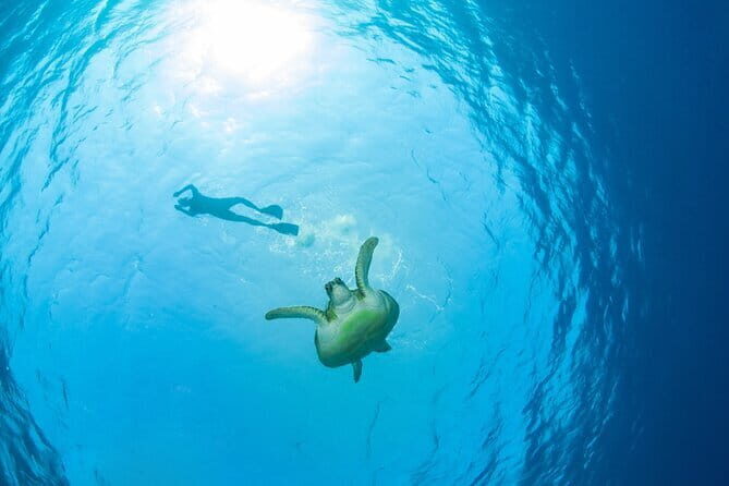 Koh Tan and Pig Island Half-Day Tour by Speed Catamaran - Practical Details for Travelers