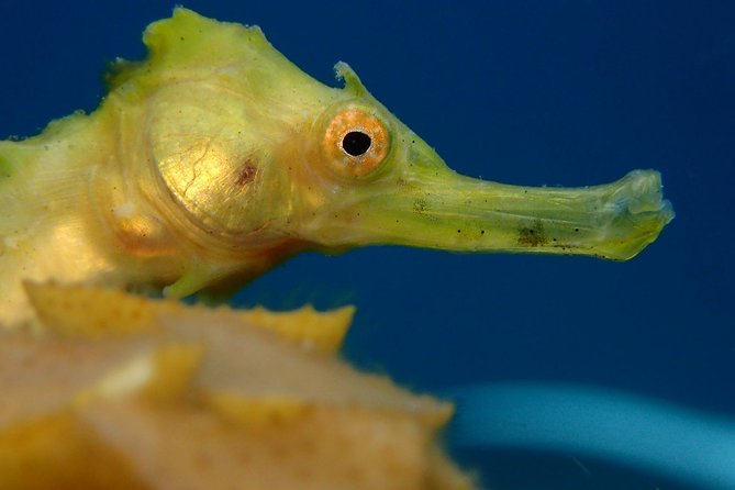 Koh Tao 2-Dive Day Trip from Koh Samui for certified divers - The Dive Sites and What Makes Them Special