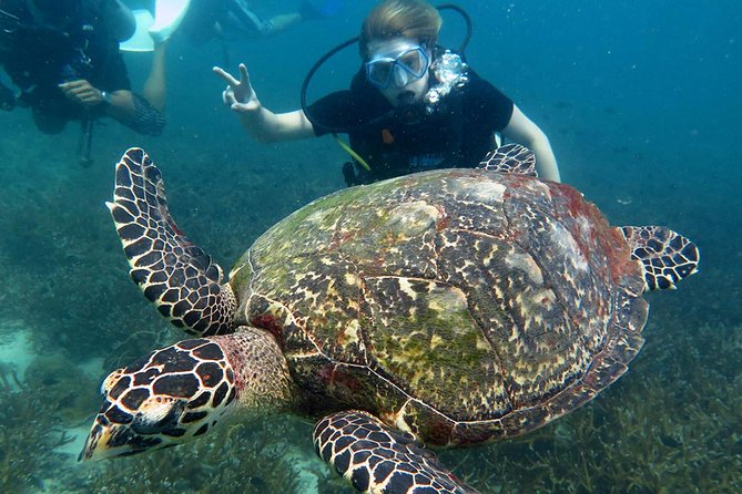 Koh Tao 2-Dive Day Trip from Koh Samui for certified divers - Final Thoughts: Is This Tour for You?
