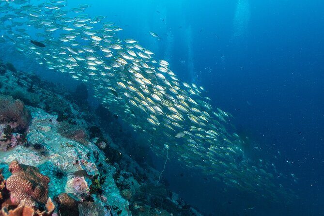Koh Tao and Koh Nang Yuan by Speedboat - FAQ