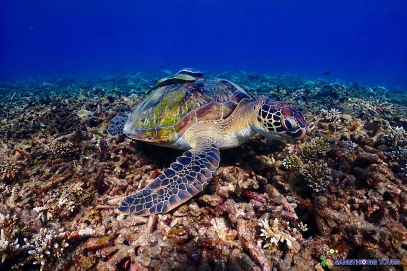 Koh Tao: Islands Snorkeling Highlights Day Tour & Lunch - Potential Downsides and Considerations