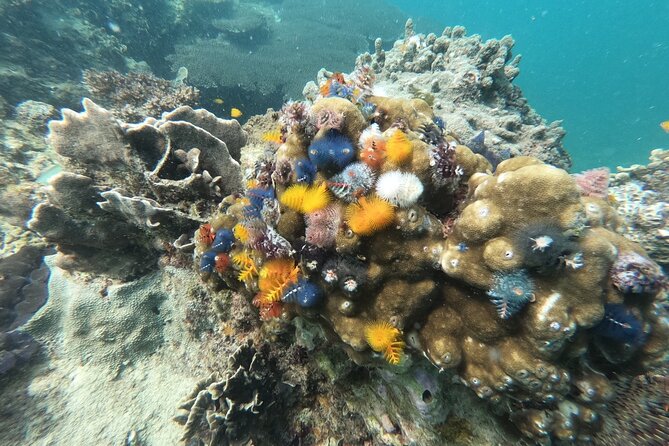 Koh Tao & Koh Nang Yuan Snorkeling Tour by Speed Boat from Samui - Who Should Book This Tour?