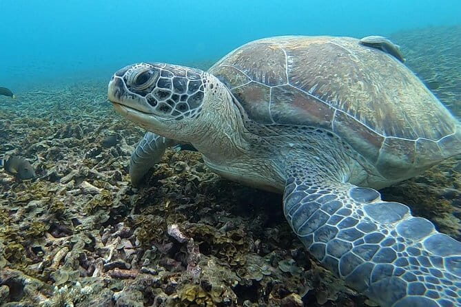 Koh Tao & Koh Nang Yuan Trip By Speedboat From Koh Samui - The Experience in Practice