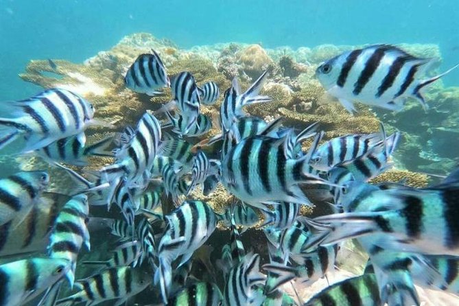 Koh Tao & Koh Nangyuan by Speed Boat (Snorkeling trip from Koh Samui) - The Sum Up