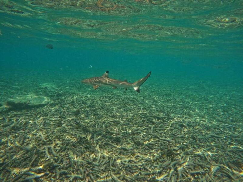 Koh Tao: Koh Nangyuan & Hidden Bays Snorkeling Tour w/ Lunch - Lunch and Rest at Mango Bay