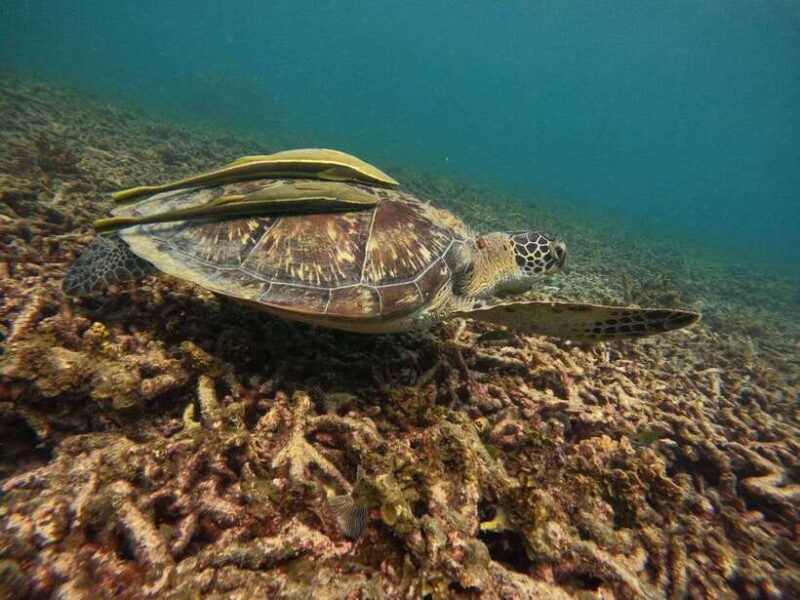 Koh Tao: Koh Nangyuan & Hidden Bays Snorkeling Tour w/ Lunch - Final Stops and Wrap-up