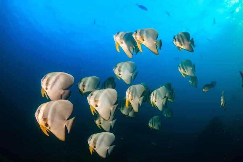 Koh Tao: PADI Premium Open Water Diver Course (2.5 Days) - An Introduction to Koh Tao’s Diving Course