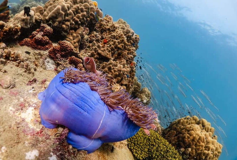 Koh Tao: PADI Premium Open Water Diver Course (2.5 Days) - Pricing and Value