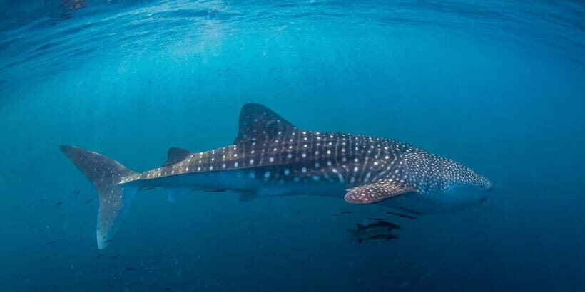 Koh Tao: PADI Premium Open Water Diver Course (2.5 Days) - The Sum Up
