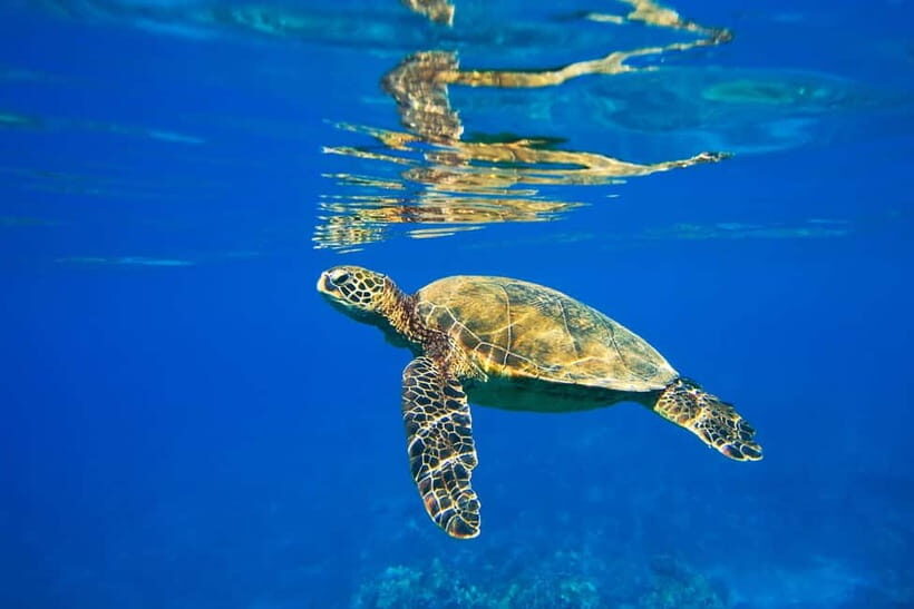 Koh Tao: PADI Try Diving Experience - Discovering the Underwater World of Koh Tao