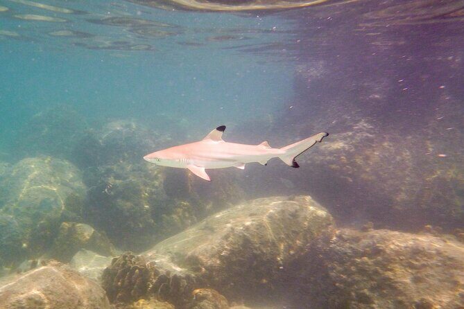 Koh Tao Snorkeling and Island Hopping Tour (Private) - Who Should Consider This Tour?