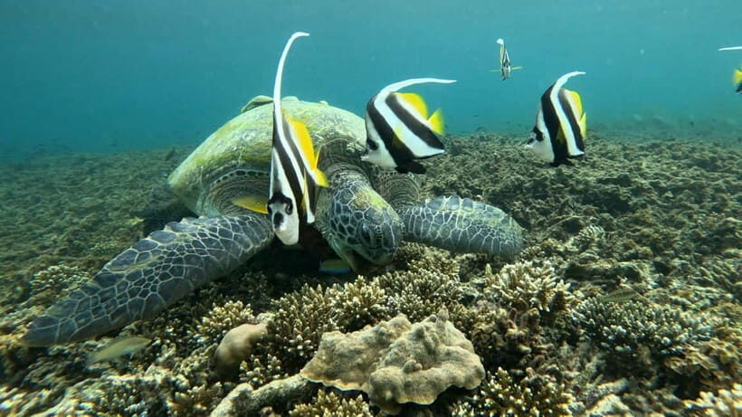Koh Tao: Snorkeling and Sunset Tour - A Deep Dive into the Koh Tao Sunset Snorkeling Experience