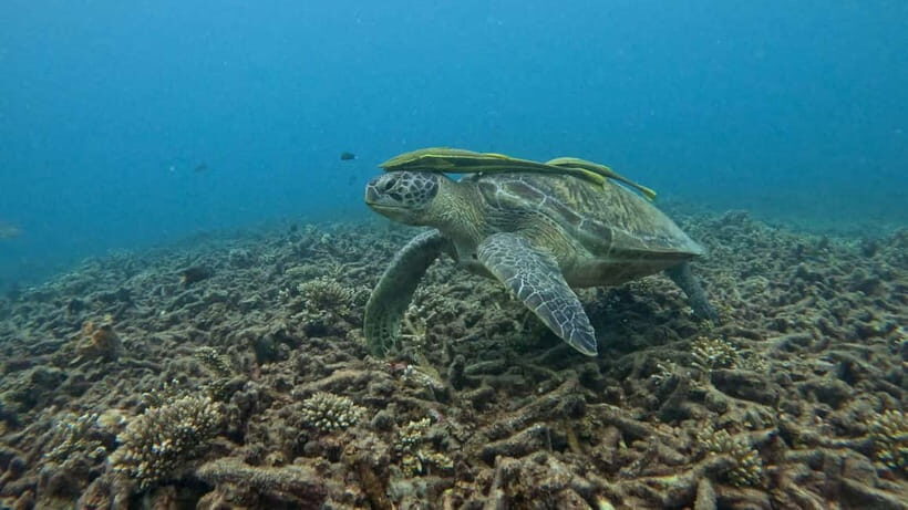 Koh Tao: Snorkeling and Sunset Tour - Final Thoughts: Is It Worth It?
