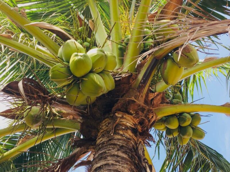 Koh Yao Noi: The Local Way of Life Eco Half-Day Tour - Key Points