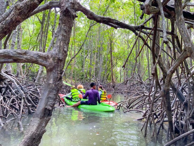 Koh Yao Yai: Klong Hia Mangrove Kayaking - The Itinerary and What to Expect