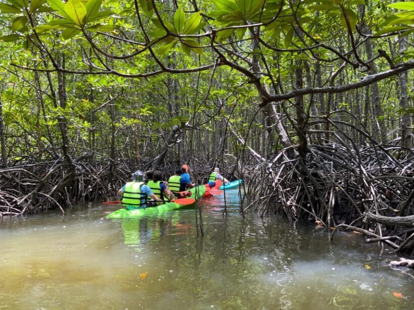 Koh Yao Yai: Klong Hia Mangrove Kayaking - Practical Considerations and Tips