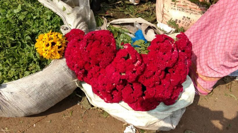 Kolkata: Half-Day Morning Tour w/ Flower Market - Authentic Experiences that Matter