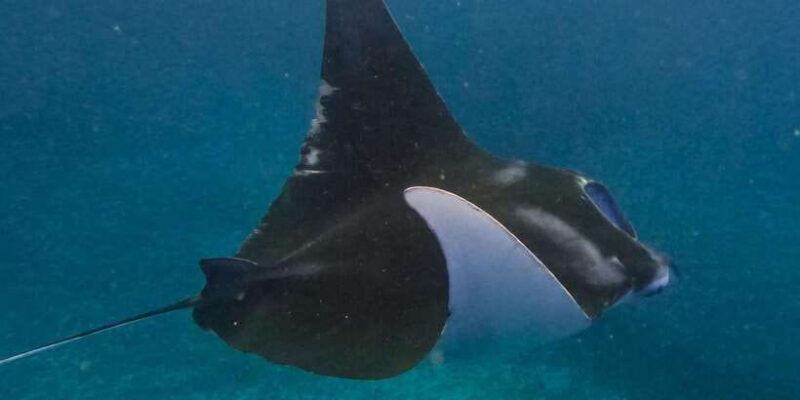 Komodo Full Day Speedboat Tour from Labuan Bajo - Who Will Love This Tour?