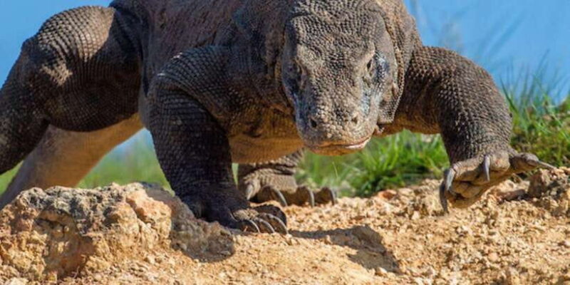 Komodo Island: 3D2N Private Speedboat, Land Tour & Hotel - Key Points