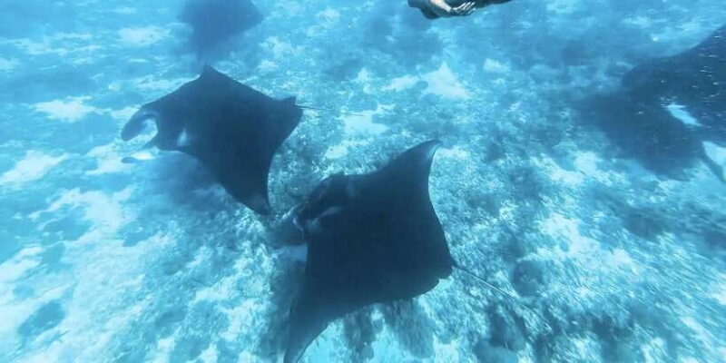 Komodo Island: Komodo Dragons & Islands Day Tour - Who should consider this tour? It’s ideal for active, curious travelers eager to see wildlife and landscapes in one go. Not suited for those with limited mobility or non-swimmers, but perfect for adventure lovers who want an authentic taste of Indonesia’s wild side.