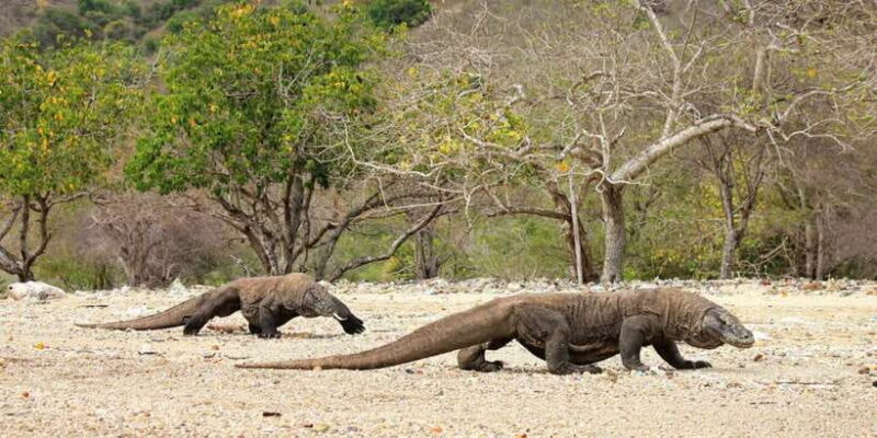 Komodo Island: Private Day Tour by Speedboat - Introduction