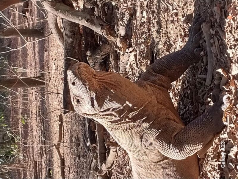 Komodo Island Tour: 3Days 2Nights - The Experience Provider: BEYOND KOMODO TOUR