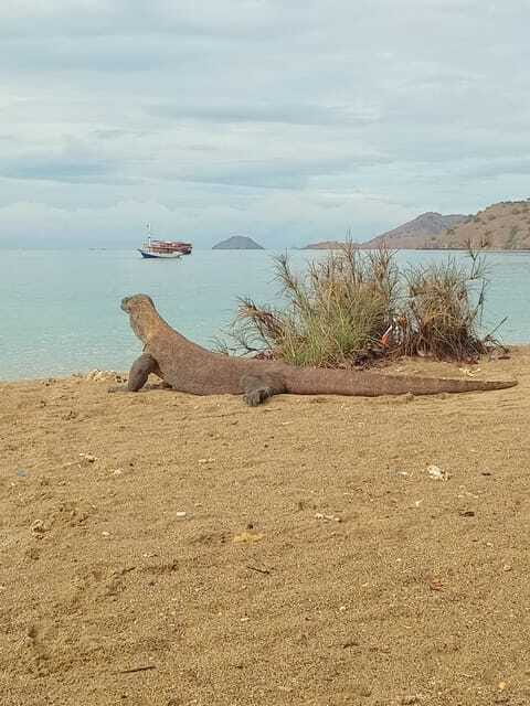 Komodo Island Tour: 3Days 2Nights - Practical Tips for Travelers