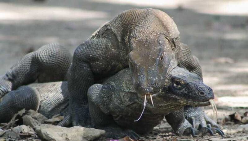 Komodo Island Tour: 3Days 2Nights - The Sum Up: Who Will Love This Tour?