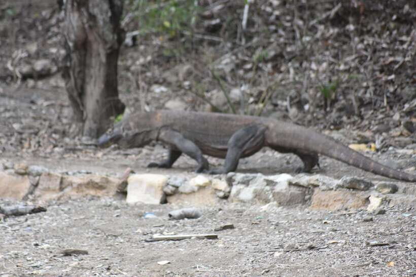 Komodo Island Tour Packages - Exploring the Itinerary: From Dawn to Dusk in Komodo