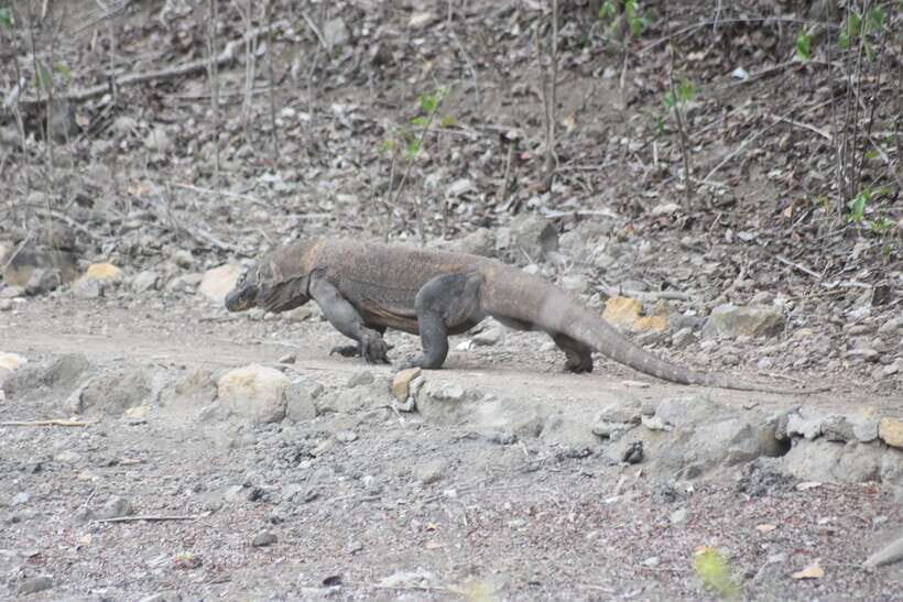 Komodo Island Tour Packages - Who Will Love This Tour?