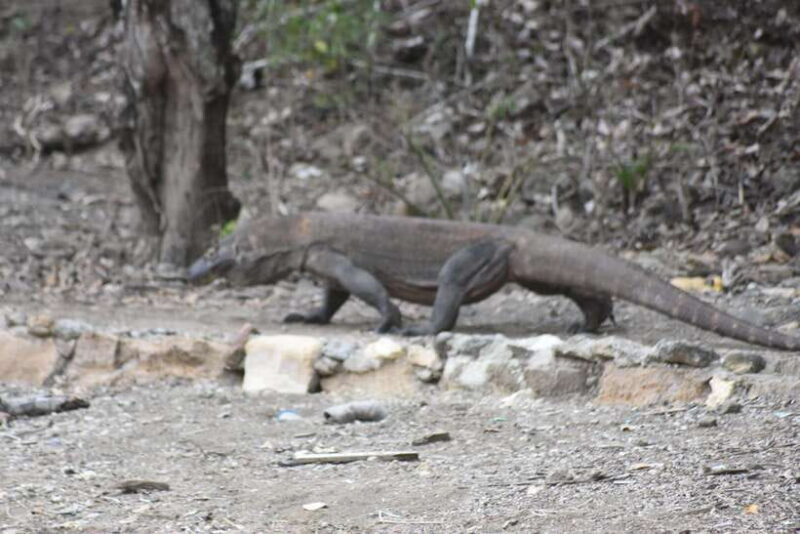 Komodo Island Tour Packages - Key Points